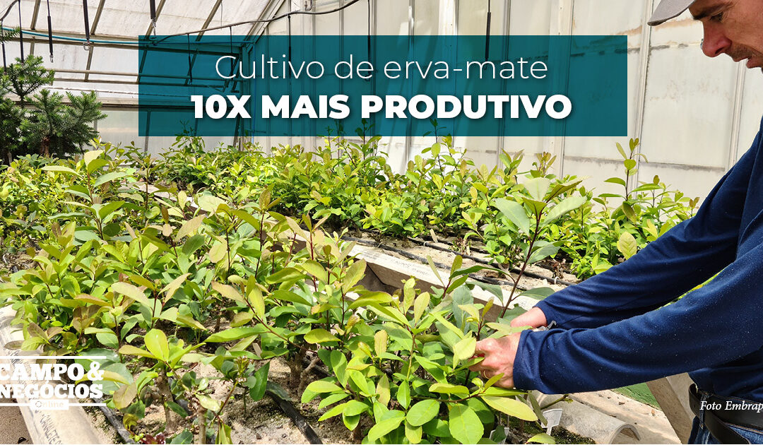 Novo sistema de cultivo de erva-mate pode produzir mais - Tropical ... Novo sistema de cultivo de erva-mate pode produzir mais - Tropical ...